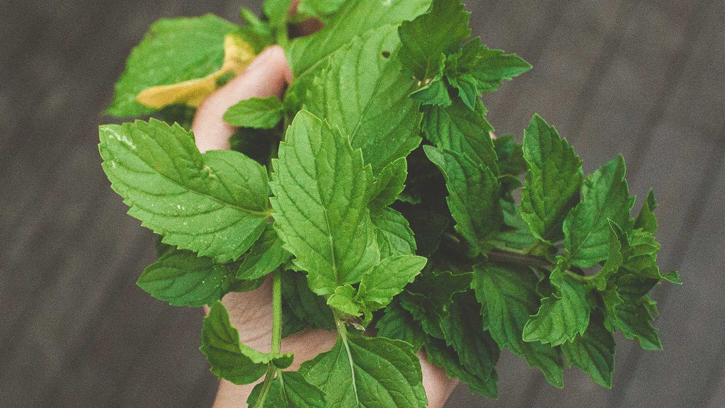 What is Lemon Balm? Is Lemon Balm Truly the Elixir of Life? – HOLISTIK ...